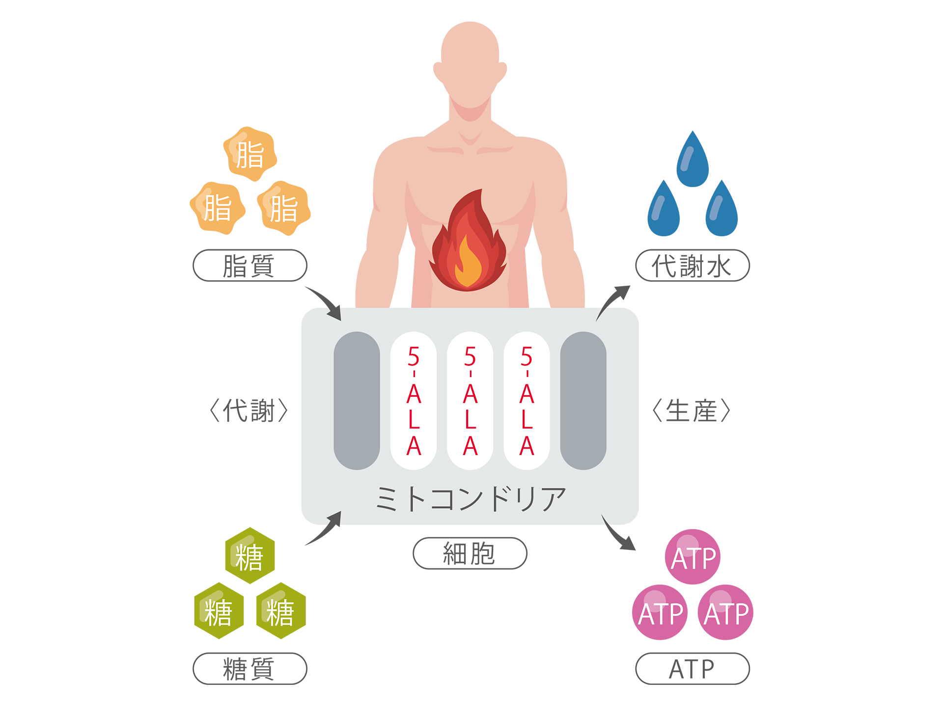What is 5-ALA? - KIYAN PHARMA Co., Ltd.